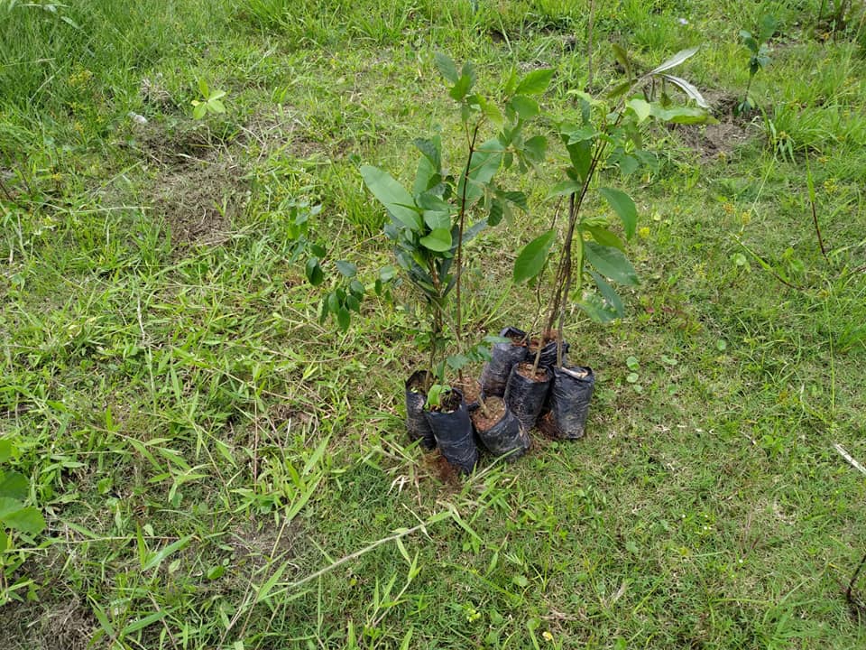 plantio de mudas nativas para a recuperação florestal - Prefeitura ...